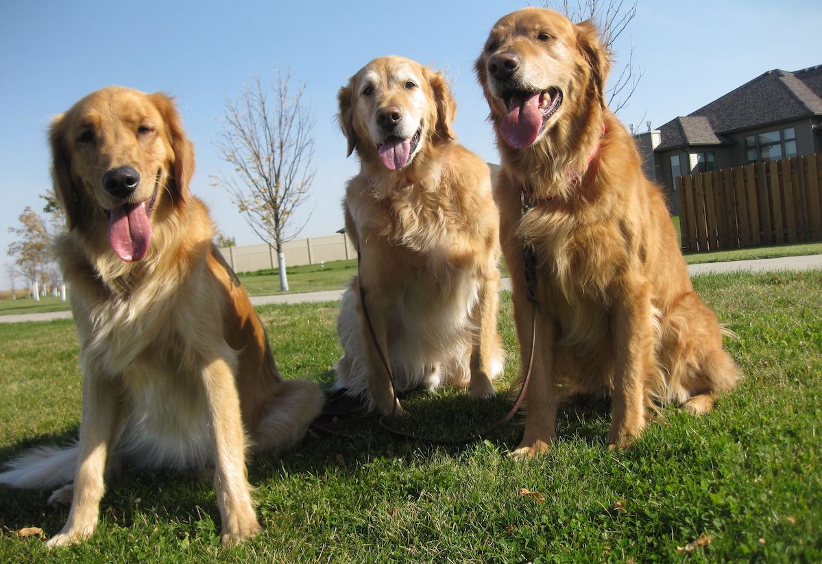 Conseils pour confier son chien à un gardien sans s'inquiéter ! - Woof Club